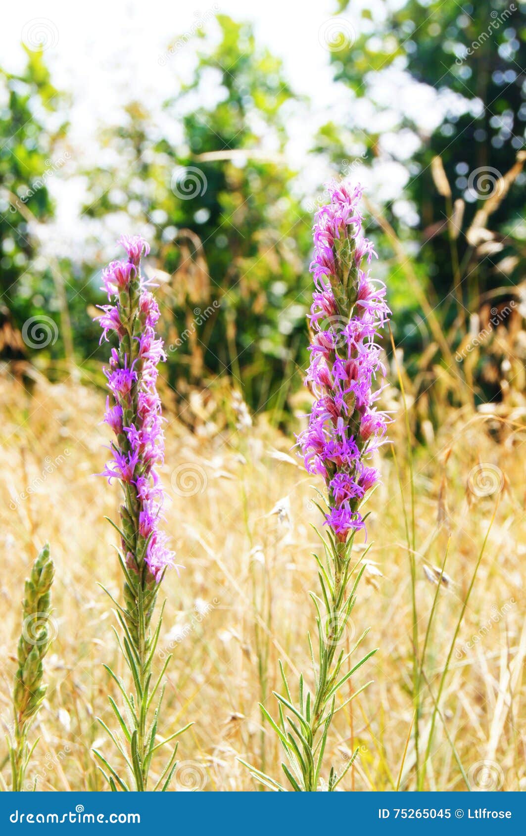 Blooming Velvetweed stock image. Image of weed, nature - 75265045