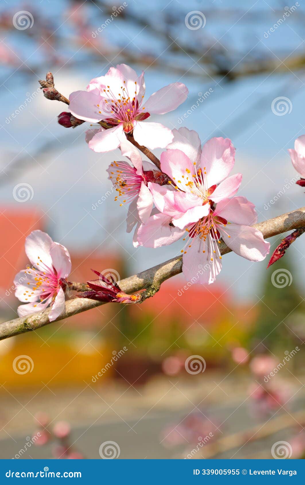 Blooming is vernal stock image. Image of nature, white - 339005955
