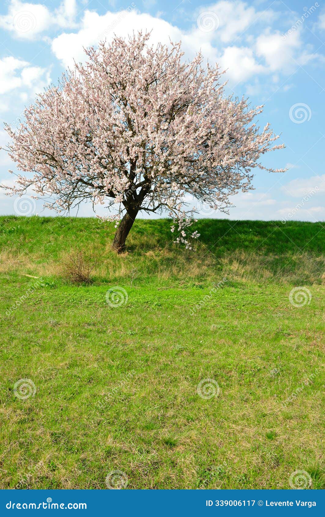 Blooming is vernal stock image. Image of yellow, nature - 339006117