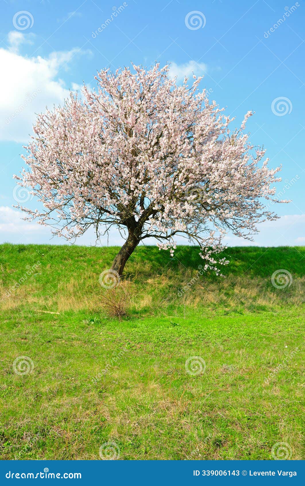 Blooming is vernal stock image. Image of colorful, clouds - 339006143