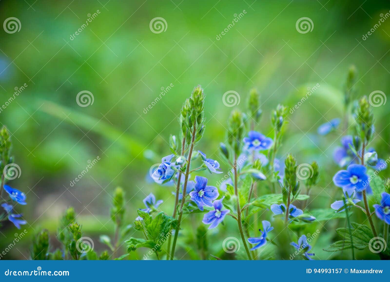 Blooming Veronica Officinalis Flower Stock Image - Image of spring ...
