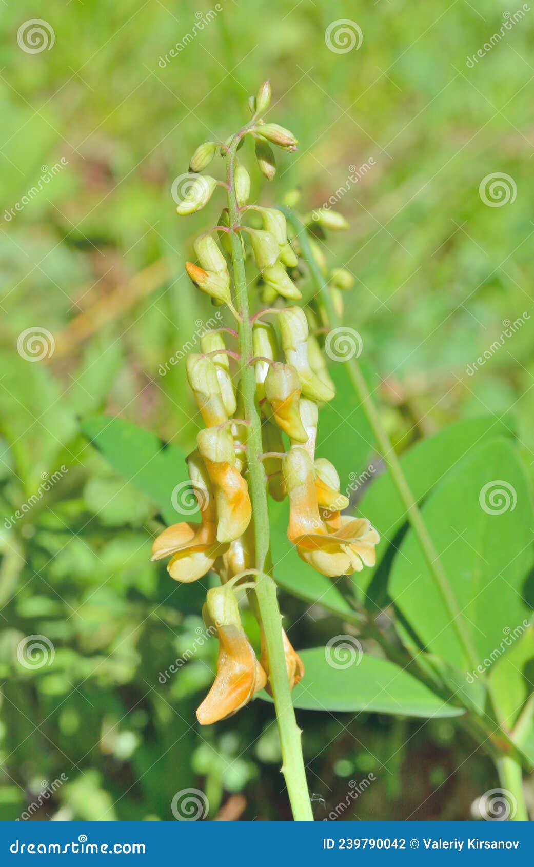 Blooming Vetchling Lathyrus Davidii Stock Photo - Image of bloom, macro ...