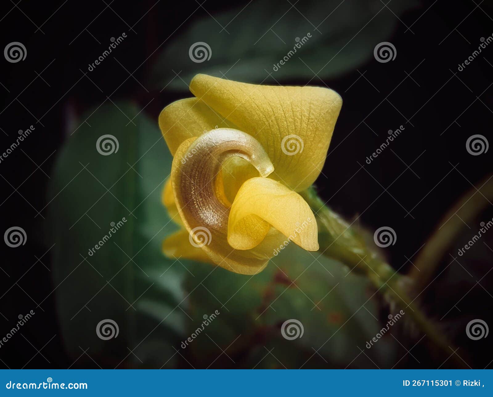 Blooming Vigna Radiata Flower, Unique Form of Fabaceae Flower Stock ...