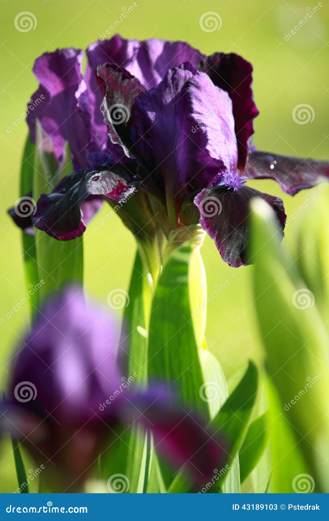 Blooming violet iris stock image. Image of purple, violet - 43189103
