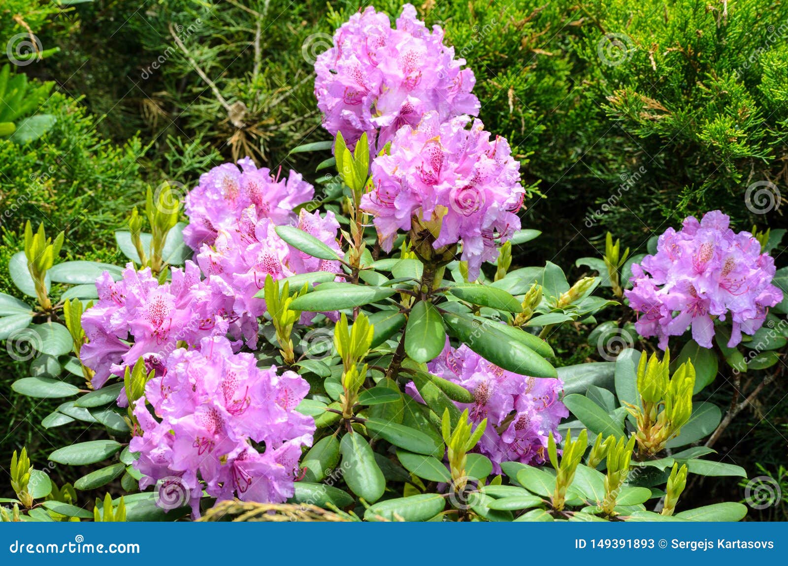 Blooming Violet Rhododendron Spriditis Species Stock Image - Image of ...