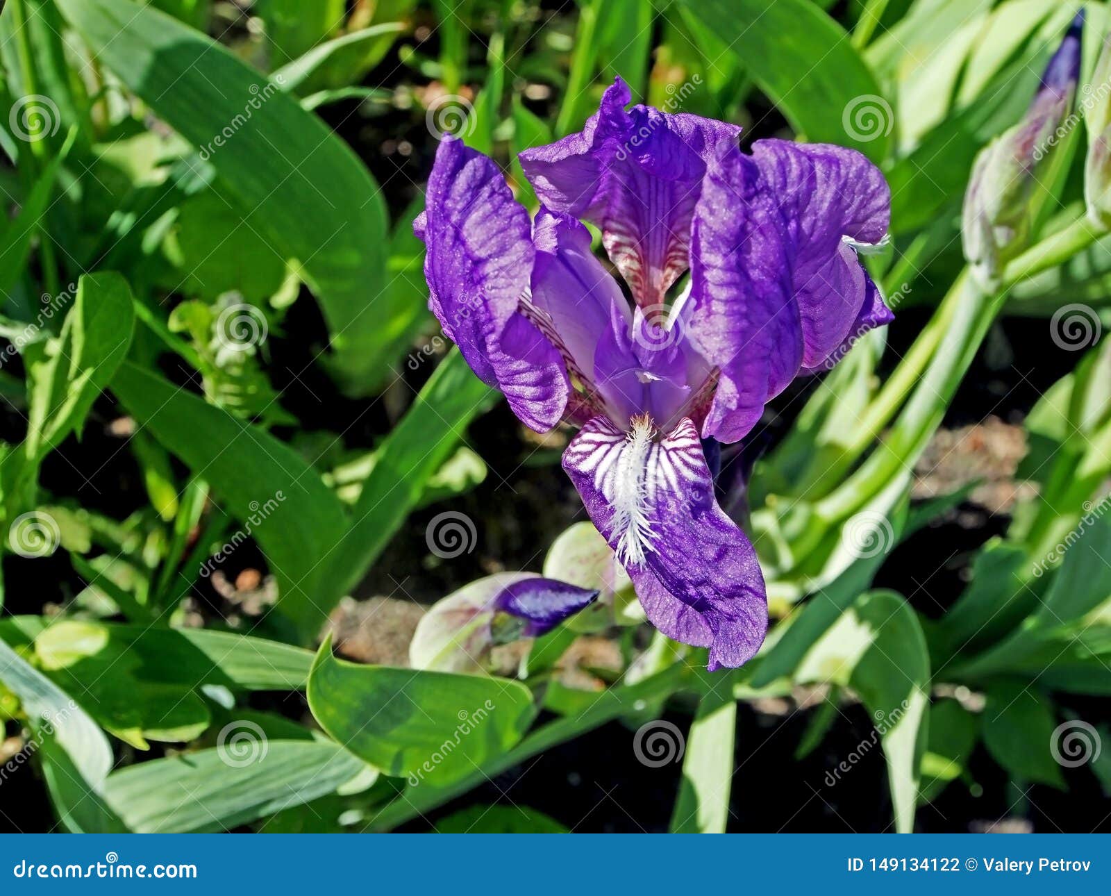 Blooming Violet White Striped Iris Stock Photo - Image of color, exotic ...