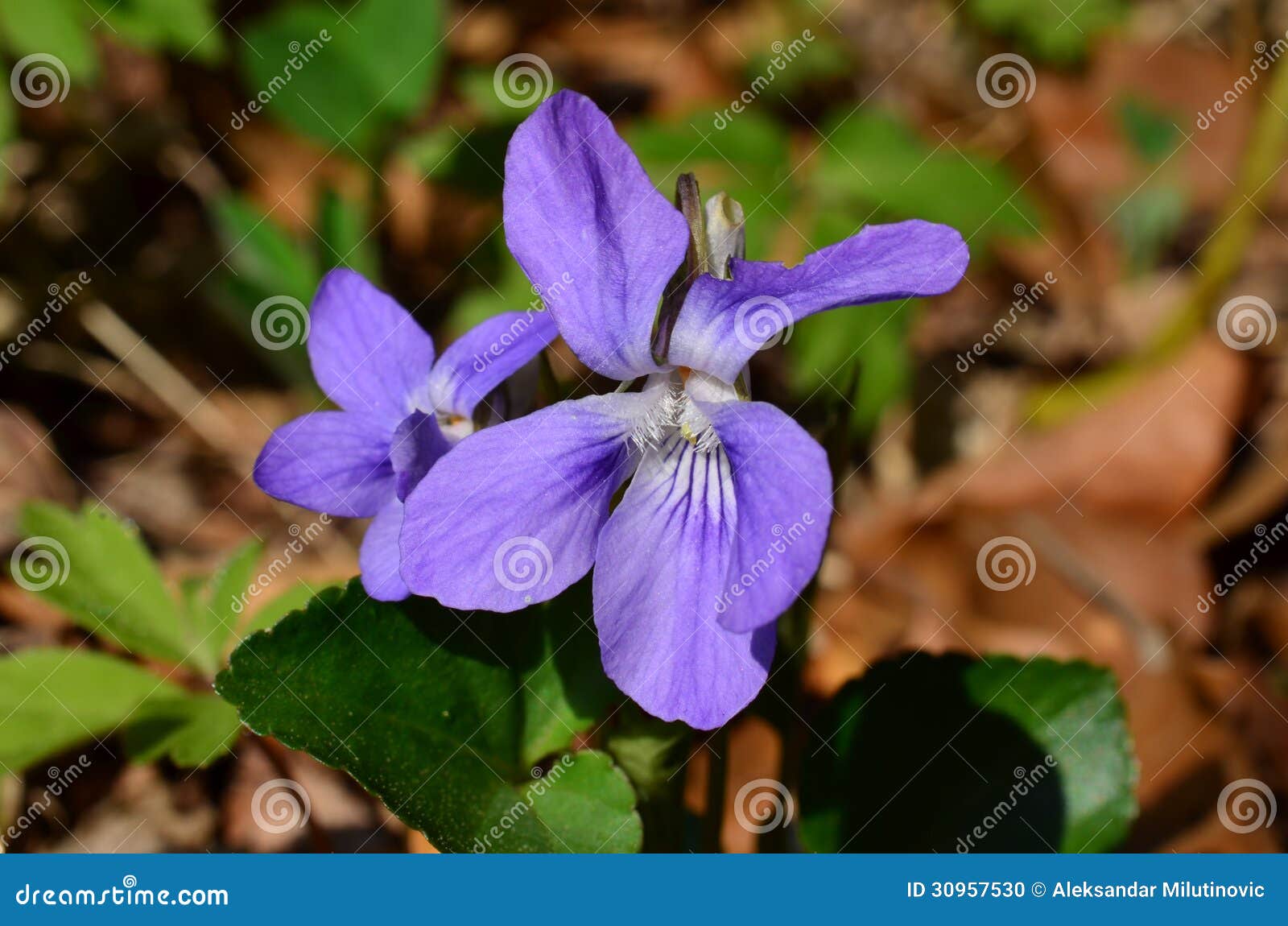 Blooming Violets stock photo. Image of plant, floral - 30957530