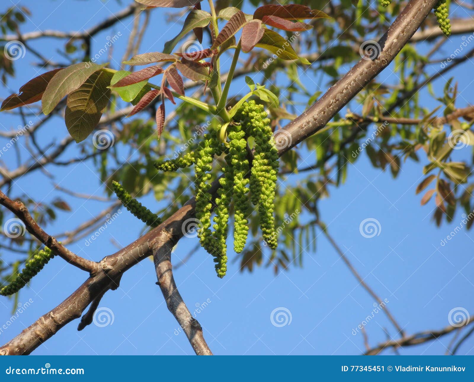 Blooming walnut stock image. Image of flower, spring - 77345451