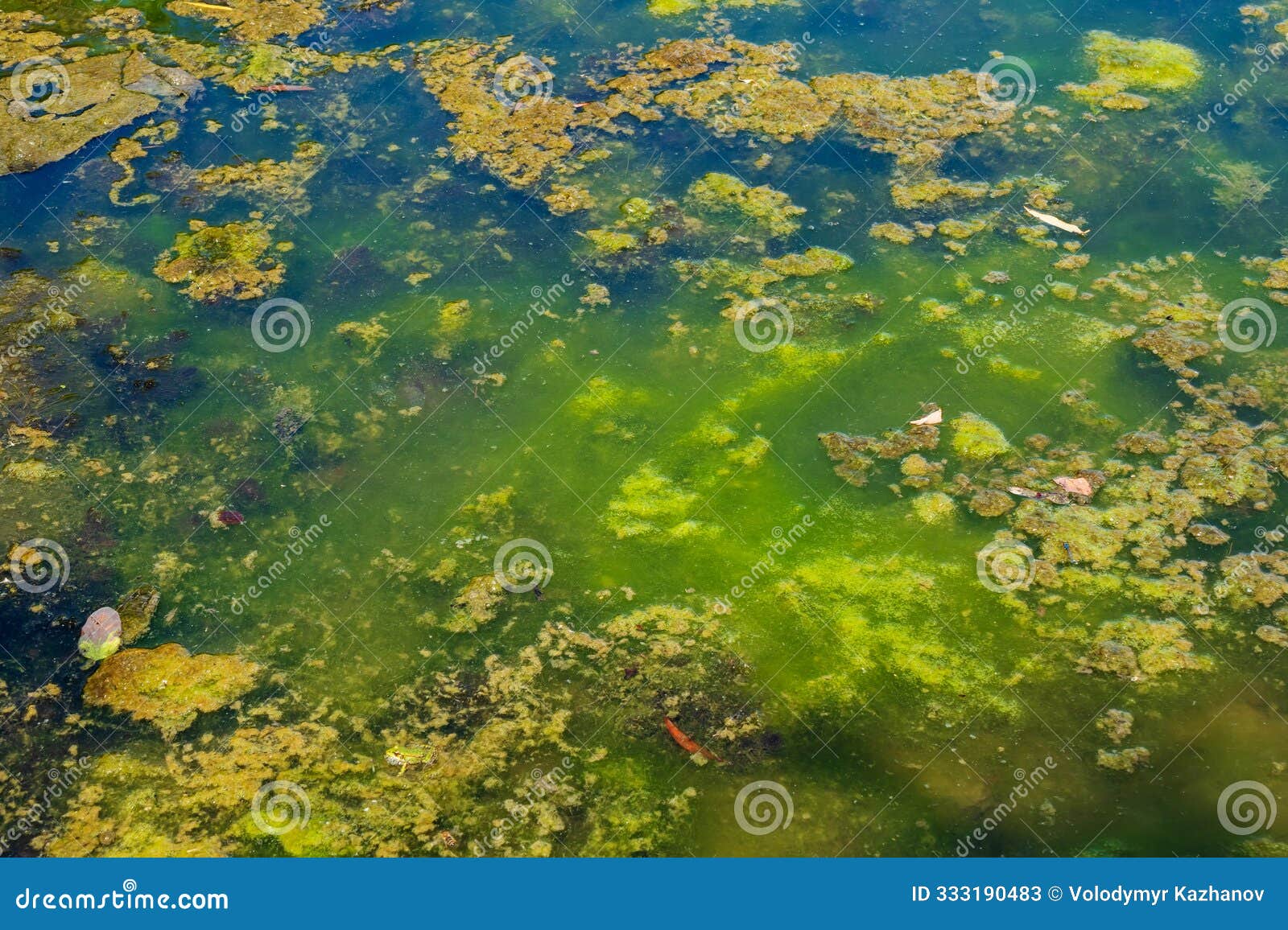 Blooming Water and Algae in a Pond. Close-up of the Swamp Surface Stock ...