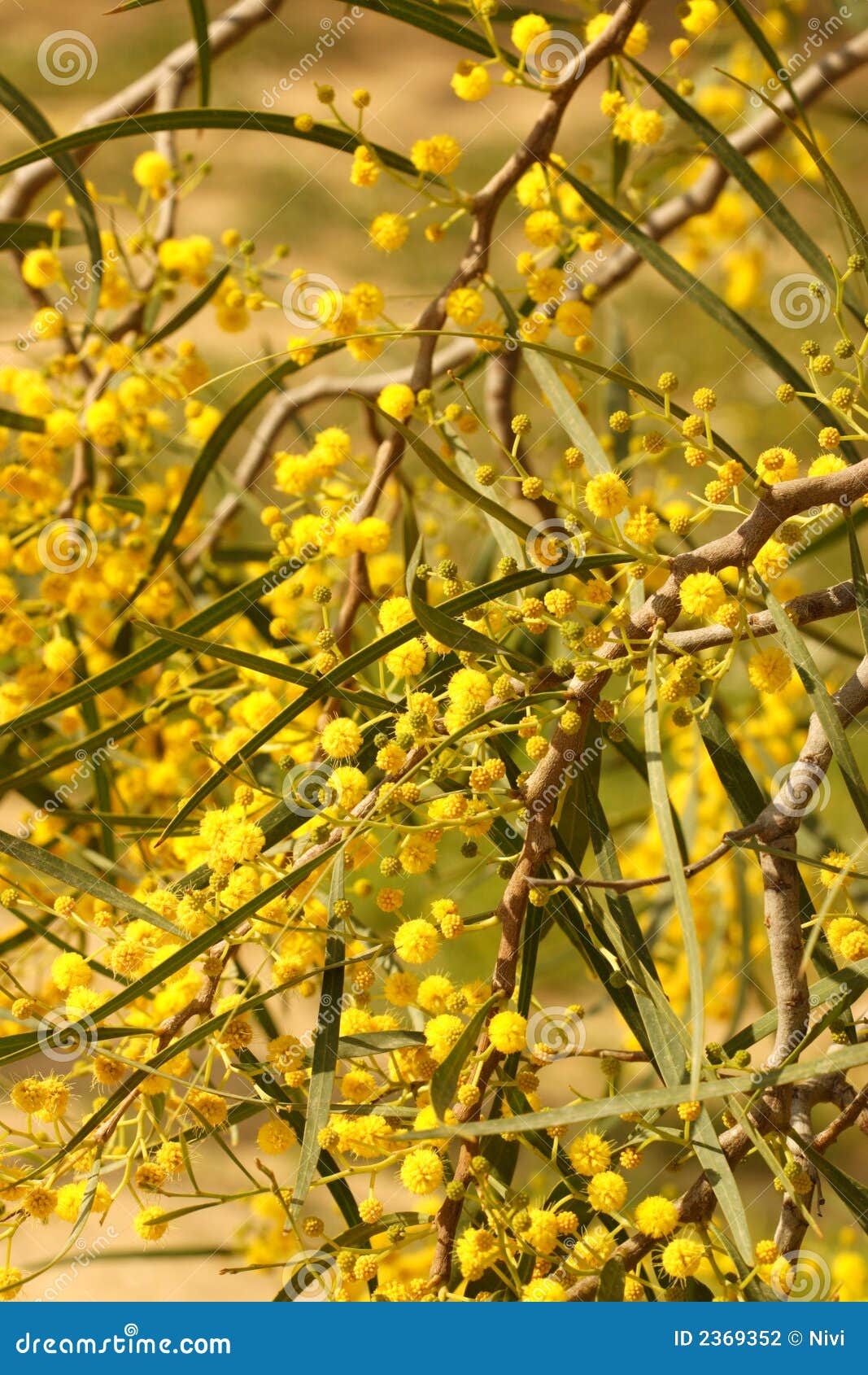 Blooming Wattle stock photo. Image of spring, green, sunny - 2369352