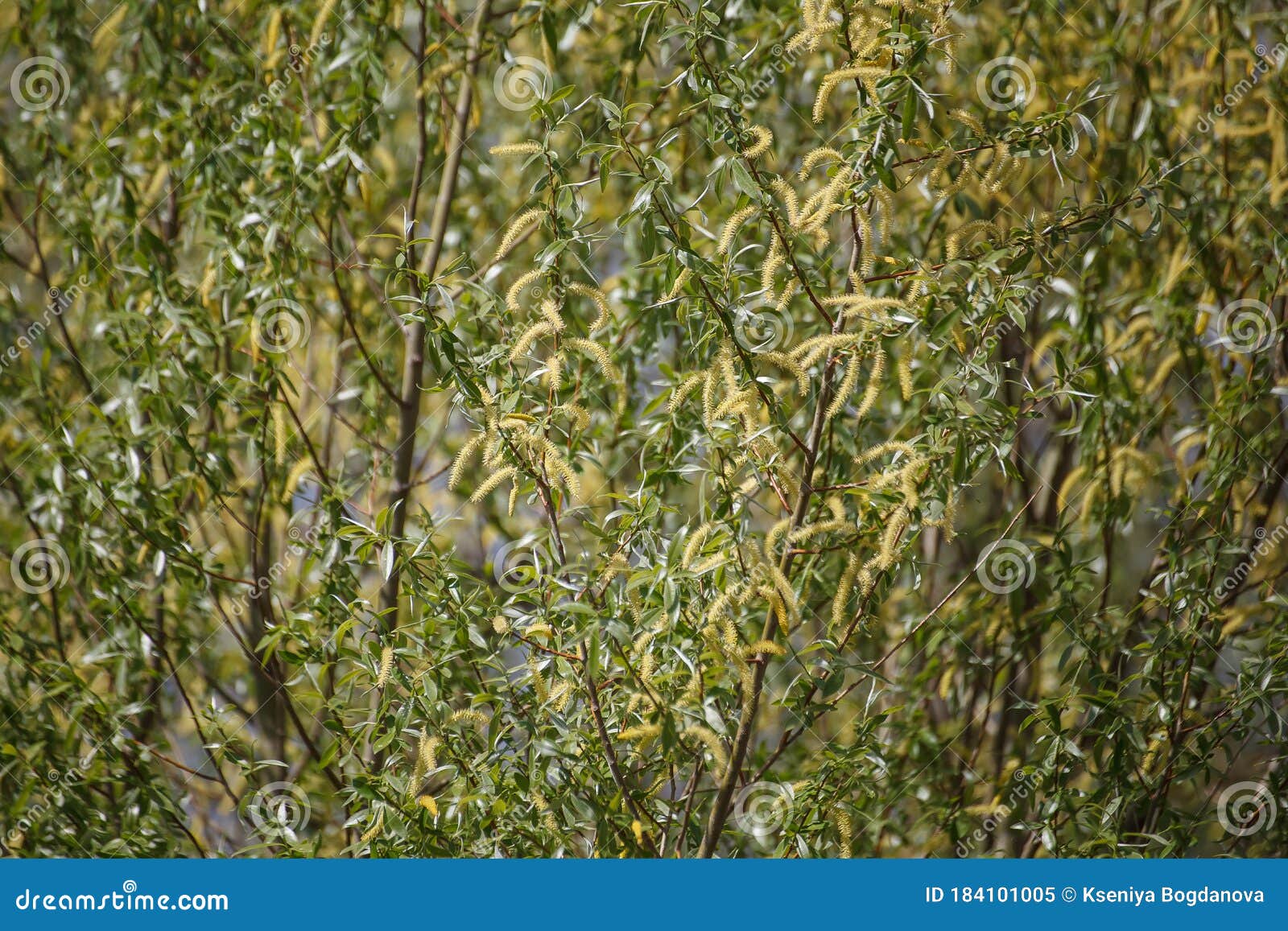 Blooming weeping willow stock image. Image of plant - 184101005