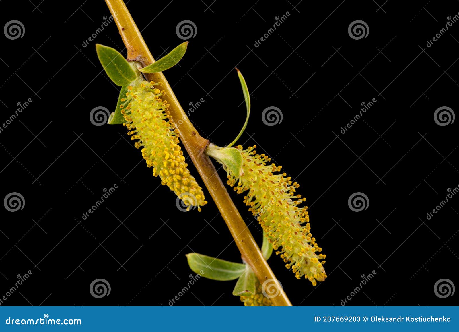 Blooming Weeping Willow Closeup, Isolated on Black Background Stock ...