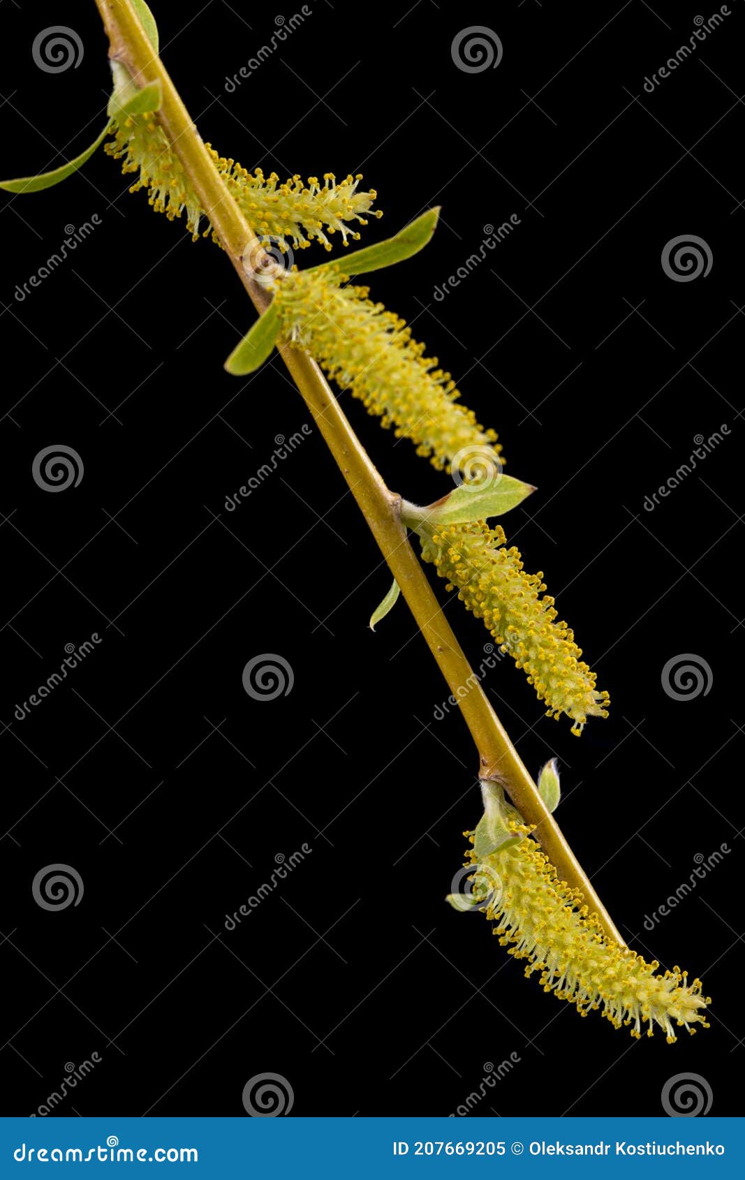 Blooming Weeping Willow Closeup, Isolated on Black Background Stock ...