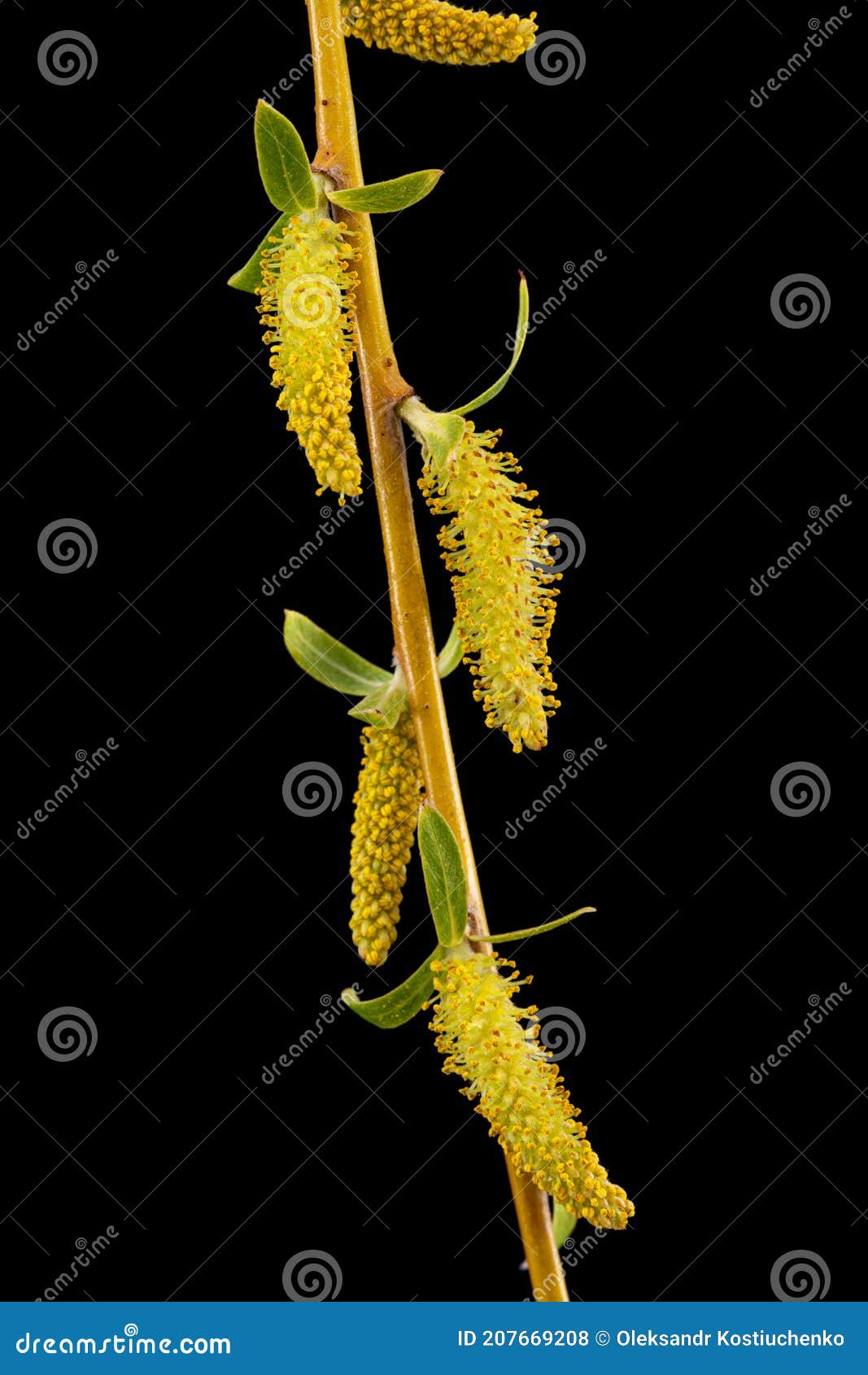 Blooming Weeping Willow Closeup, Isolated on Black Background Stock ...