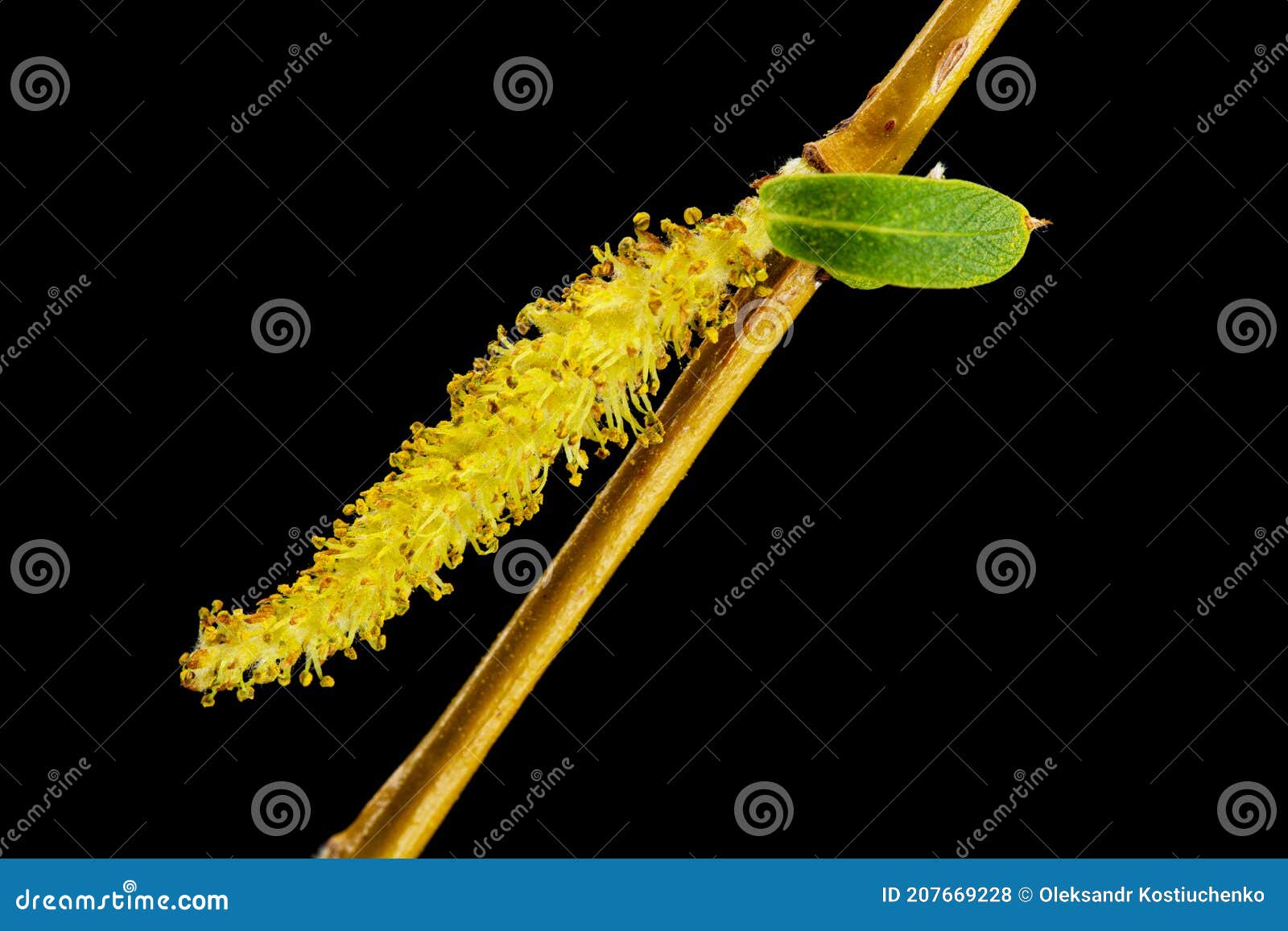 Blooming Weeping Willow Closeup, Isolated on Black Background Stock ...