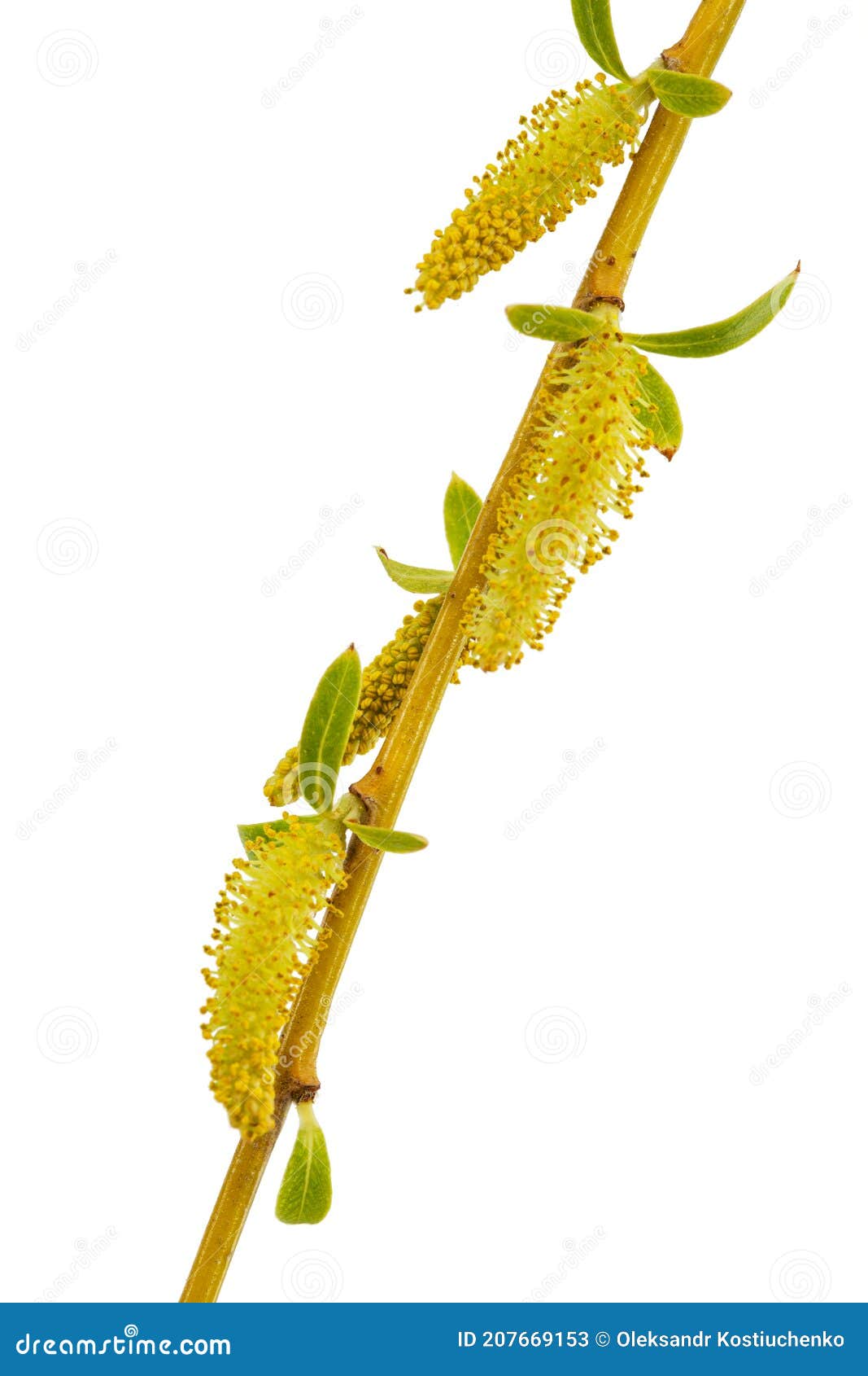 Blooming Weeping Willow Closeup, Isolated on White Background Stock ...