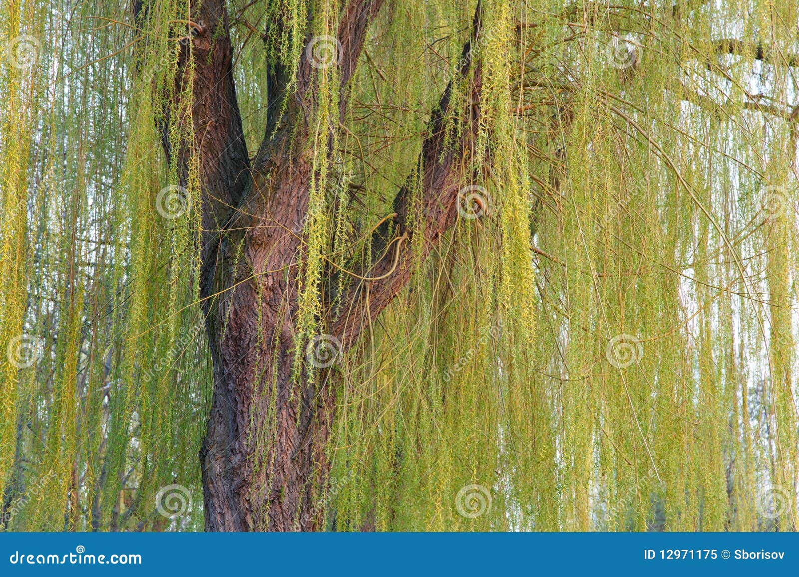 Blooming Weeping Willow Tree Stock Image - Image of pattern, weeping ...