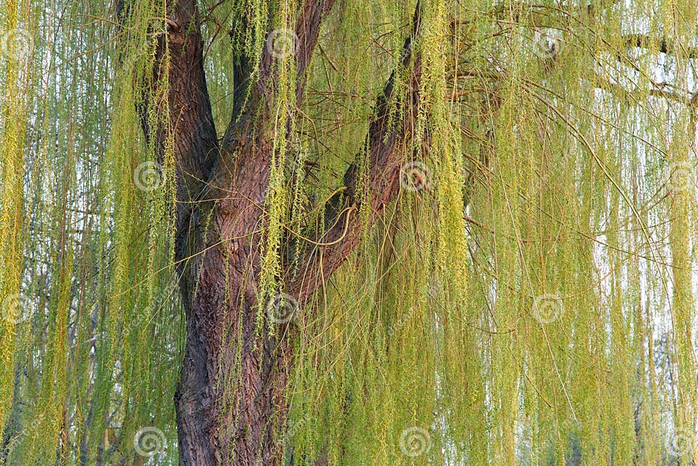 Blooming Weeping Willow Tree Stock Image - Image of pattern, weeping ...