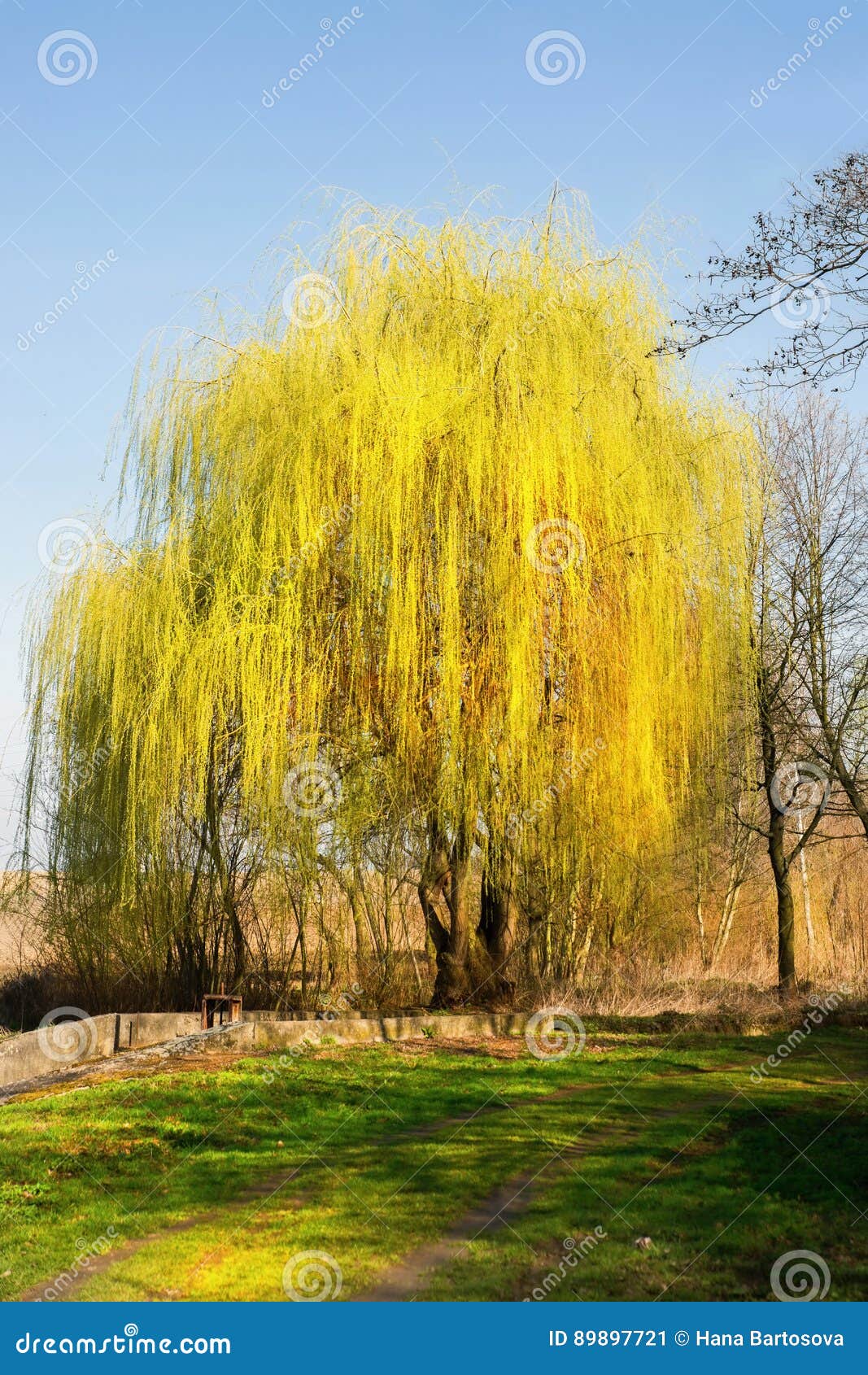 Blooming weeping willow. stock image. Image of outside - 89897721
