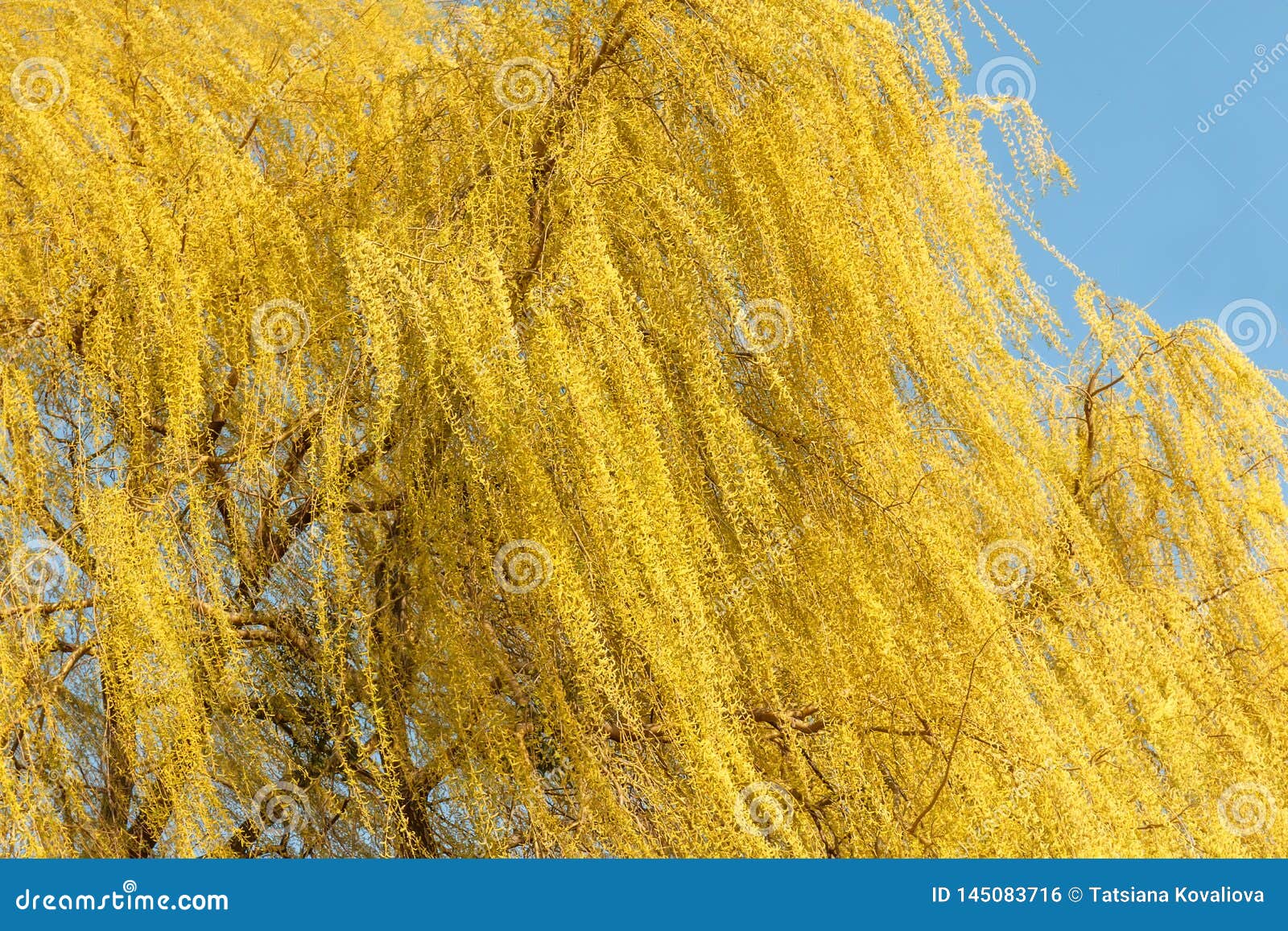 Blooming Weeping Willow Tree in Spring. Sunny Day Stock Photo - Image ...