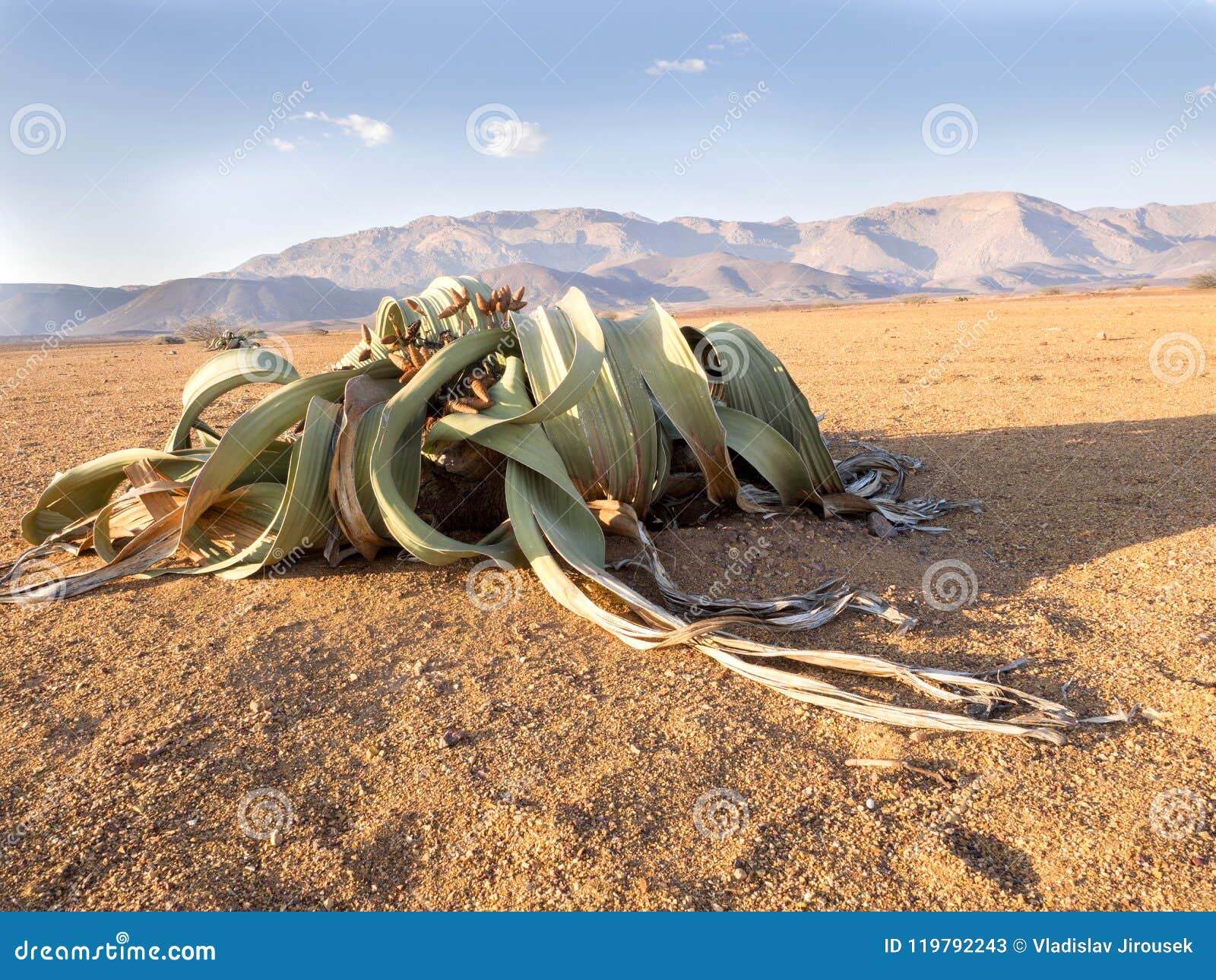 Blooming Welwitschia Mirabilis in the Desert of Central Namibia Stock ...