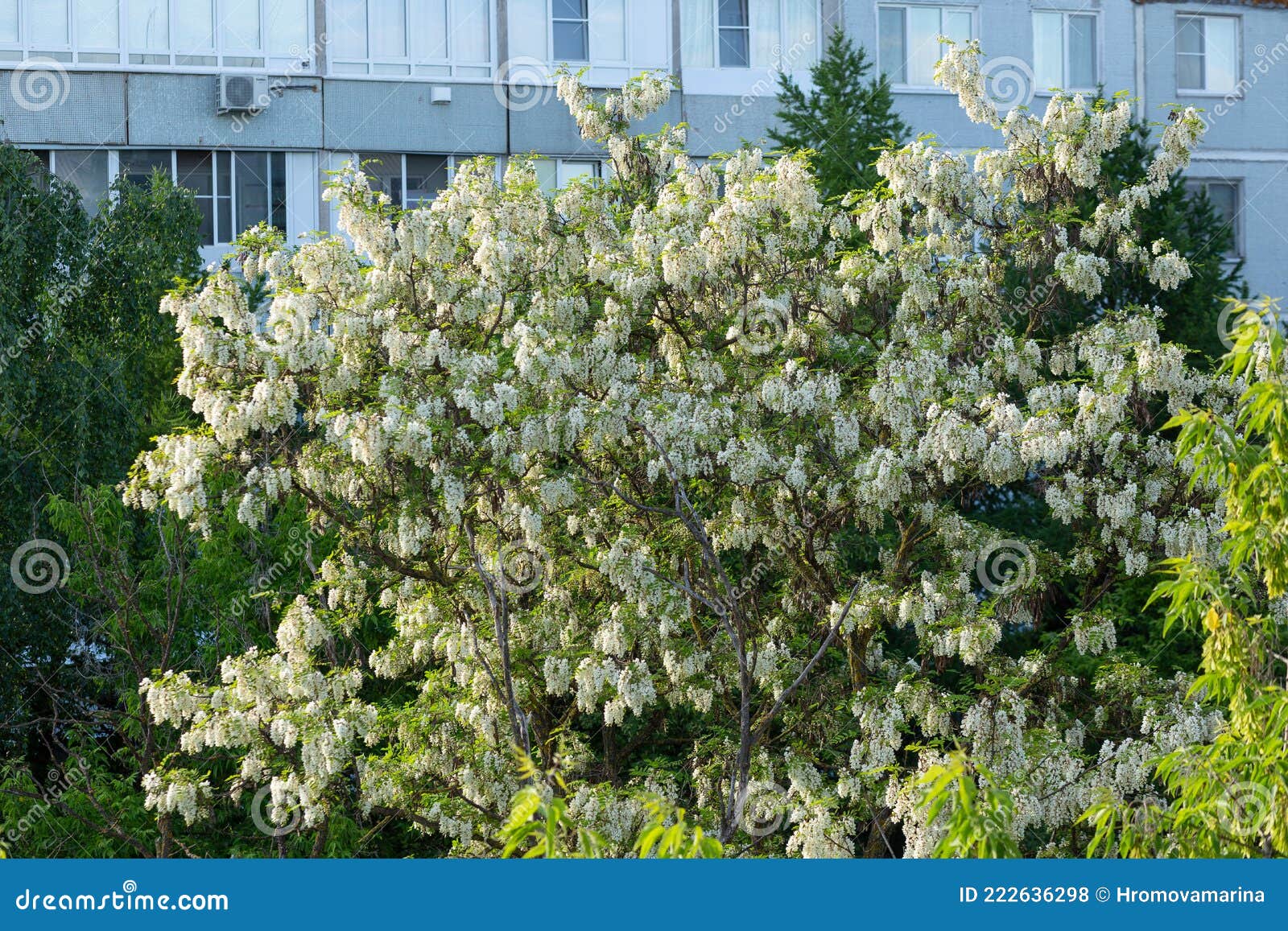 Blooming White Acacia Tree Top View Stock Photo - Image of leaves ...