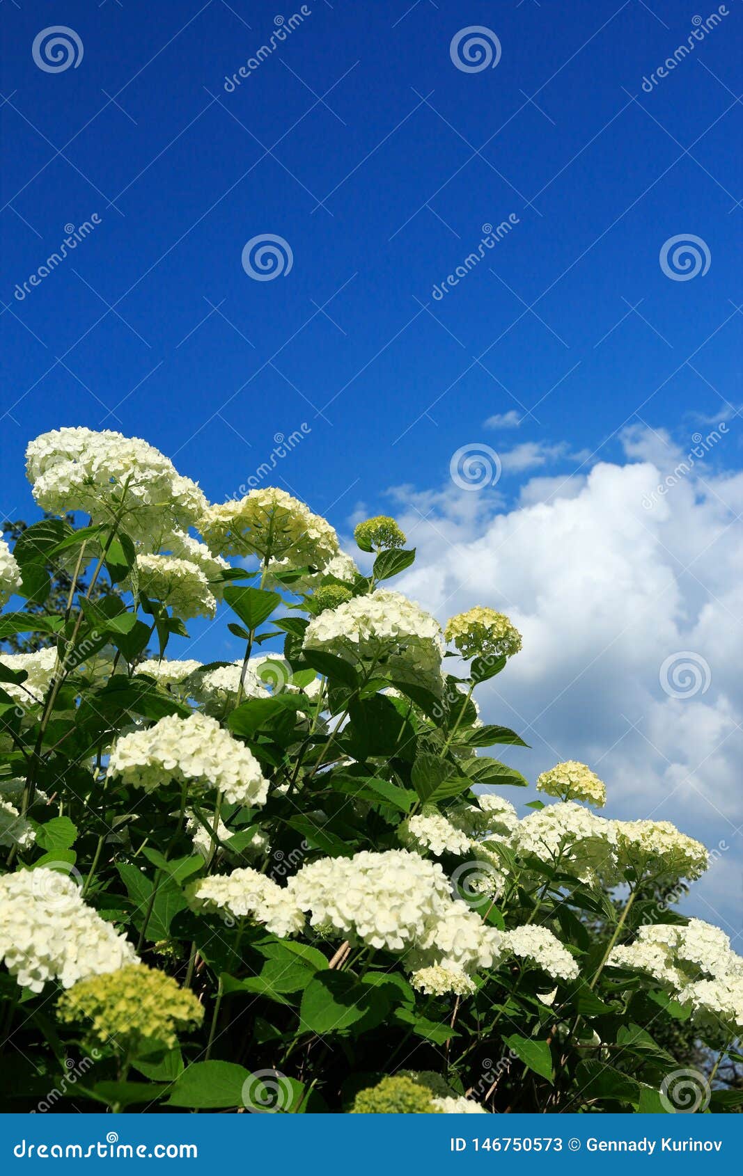 Blooming White Annabelle Hydrangea and Blue Sky with Clouds Stock Image ...