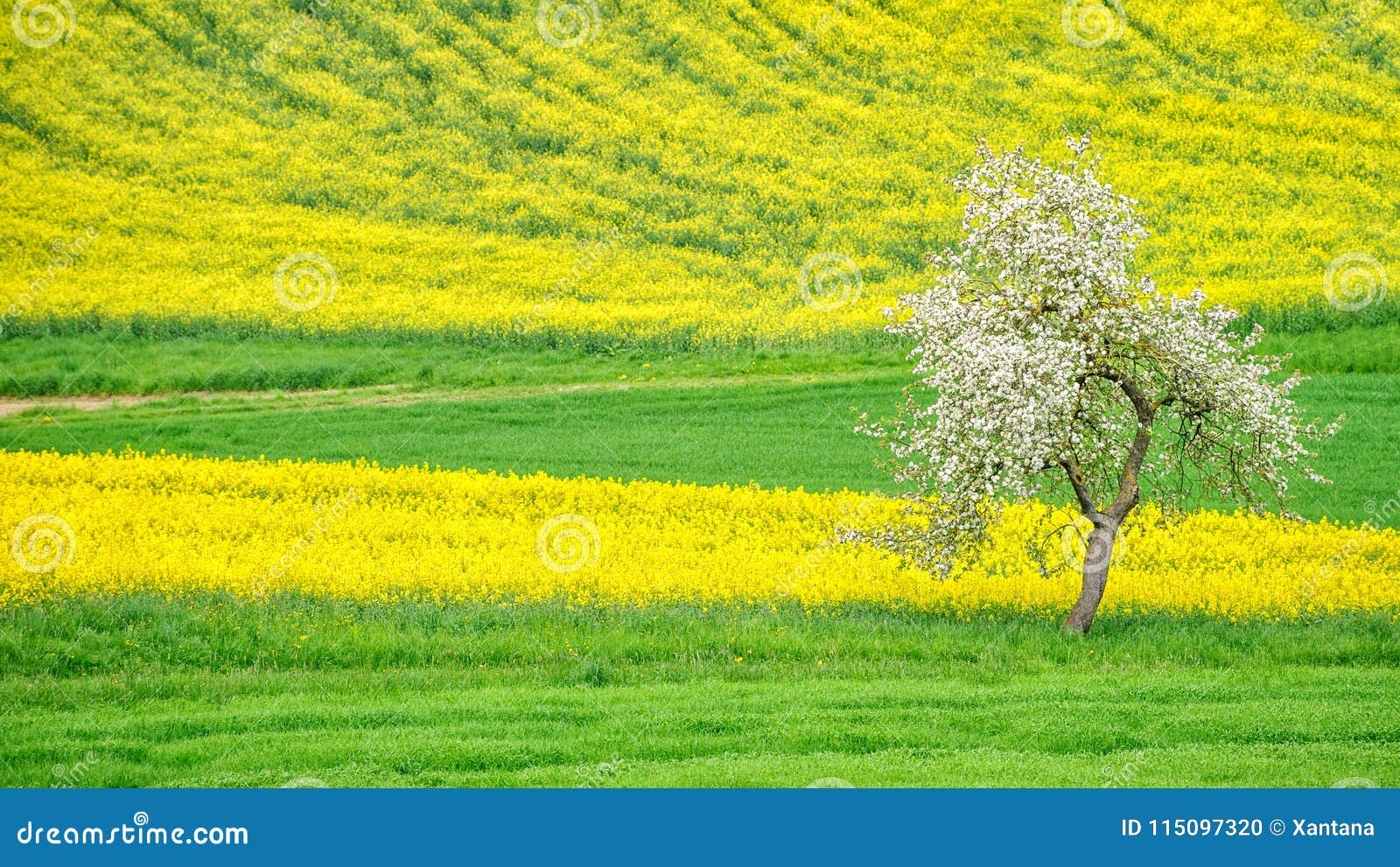 Blooming Apple Tree on a Flowering Raps Field Stock Photo - Image of ...