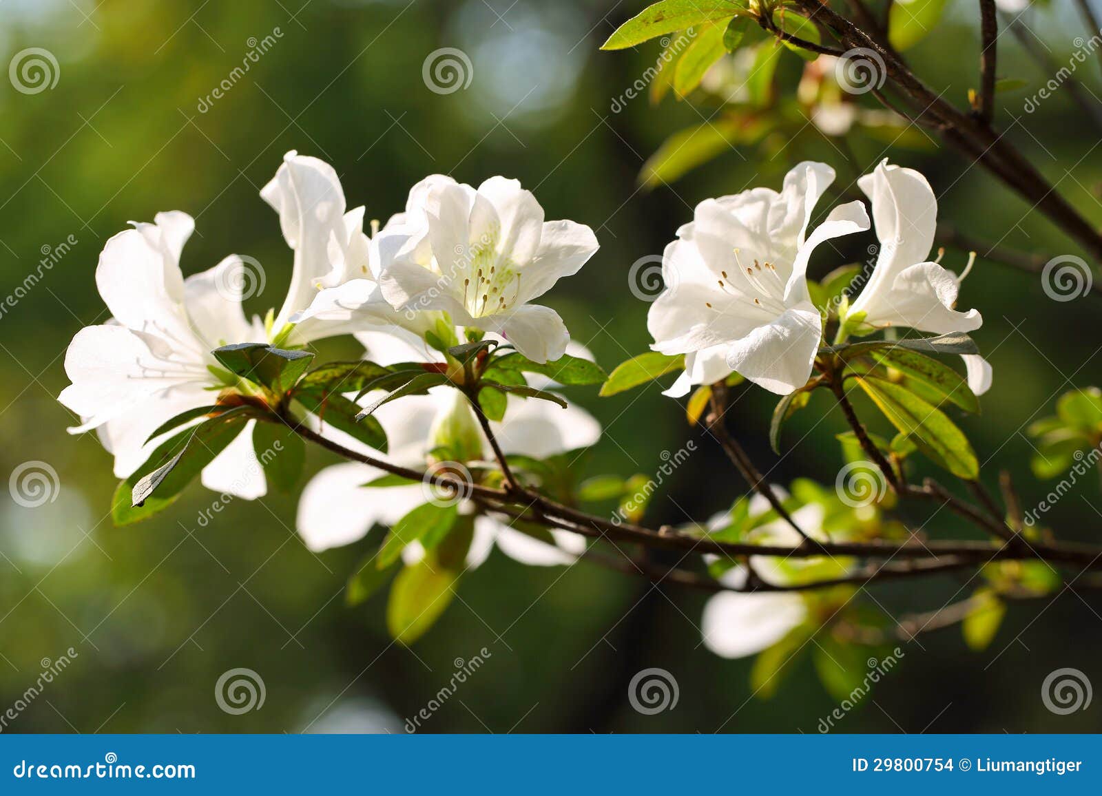 Blooming White Azalea Rhododendron Stock Photo - Image of flower ...
