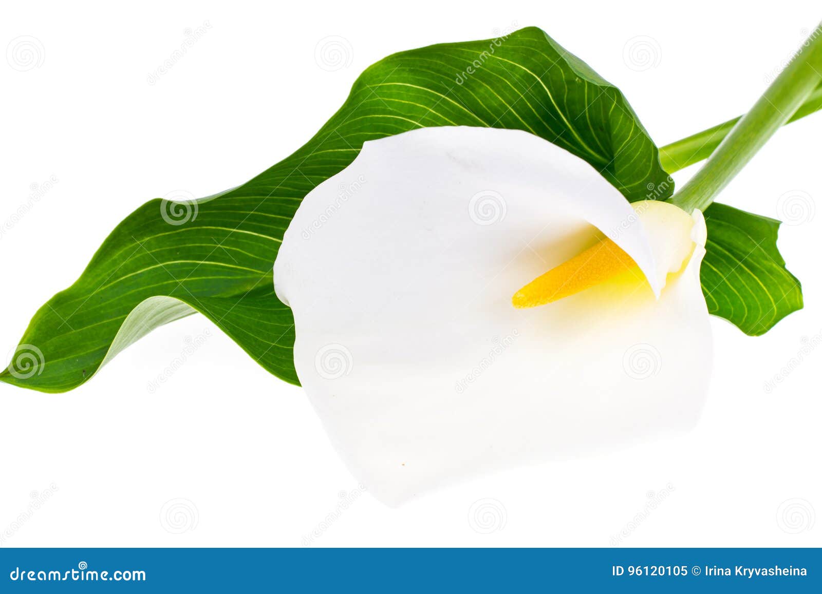 Blooming White Calla with Green Leaves on Light Background Stock Image ...