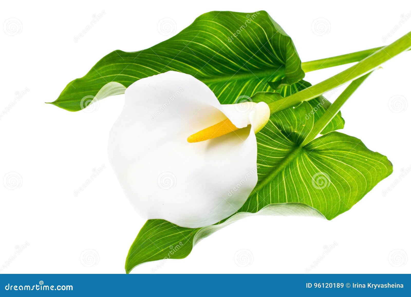 Blooming White Calla with Green Leaves on Light Background Stock Image ...