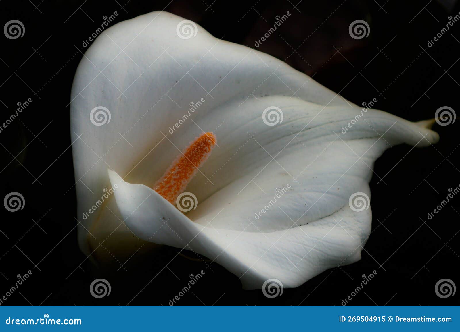 Blooming White Calla Lily Flower Stock Image - Image of nature ...