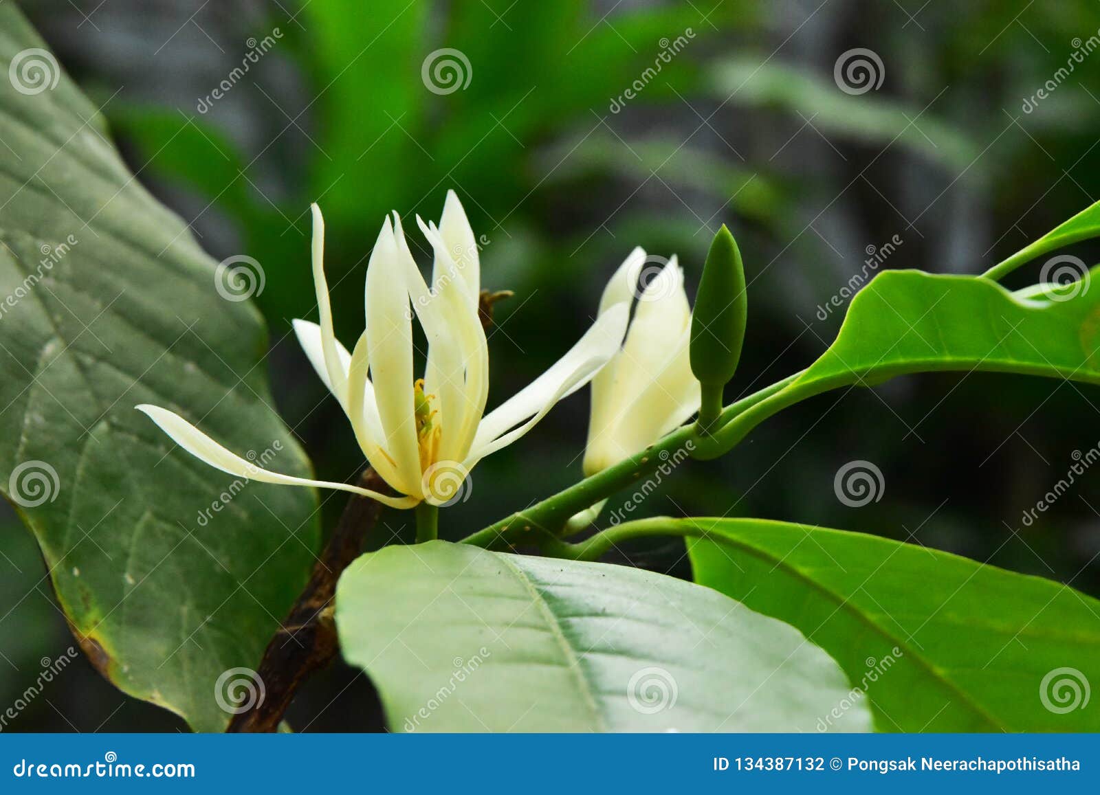The Blooming White Champaka on the Tree Stock Photo - Image of beauty ...