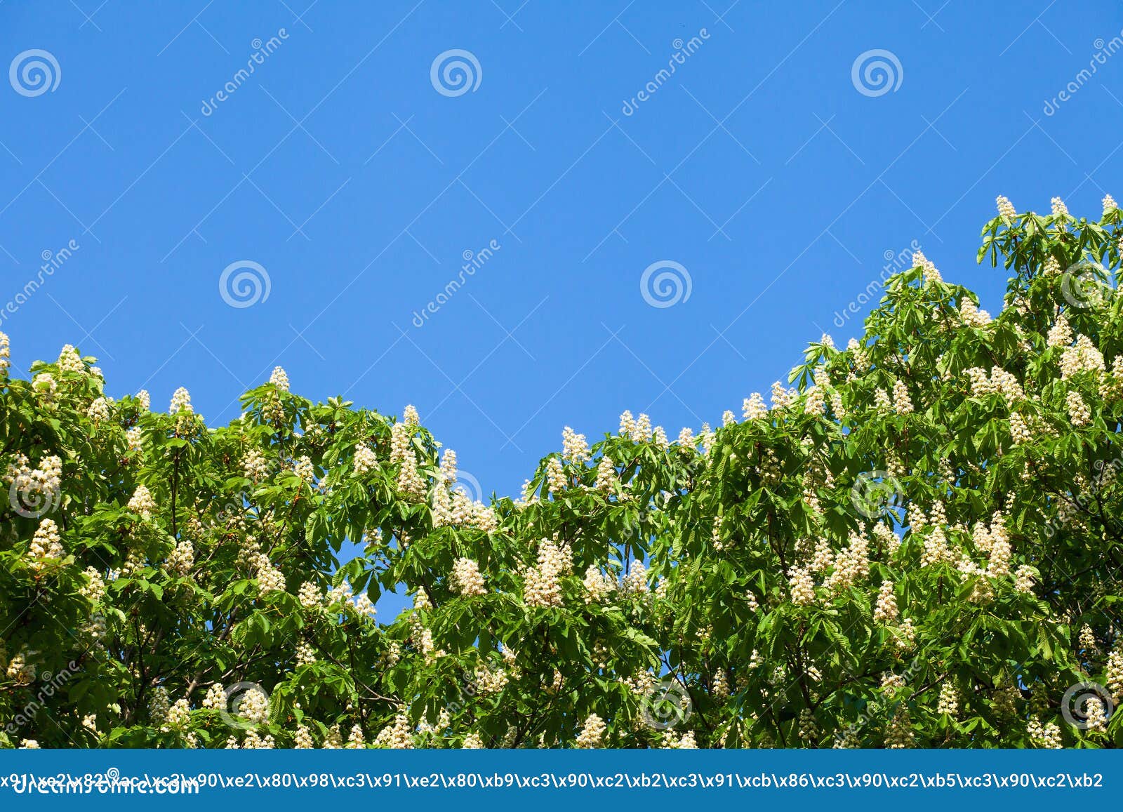 Blooming white chestnut stock image. Image of bloom, garden - 95082453