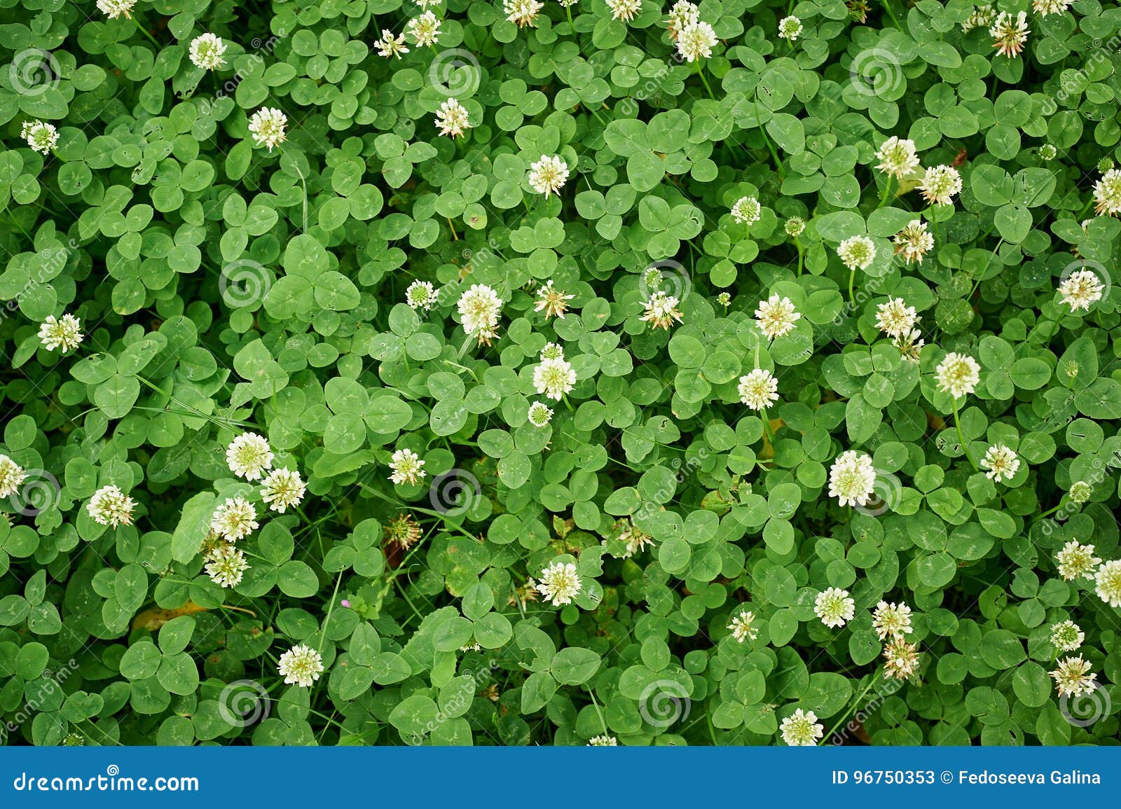 Blooming White Clover. Texture.Replacement Lawn Stock Image - Image of ...