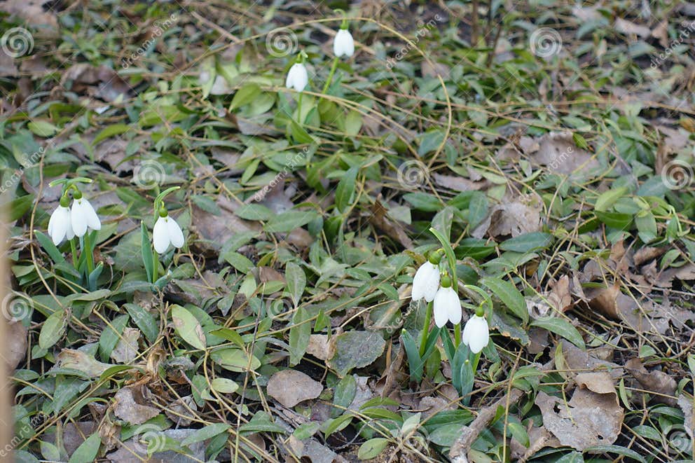 Blooming White Snowdrops in March Stock Image - Image of ornamental ...