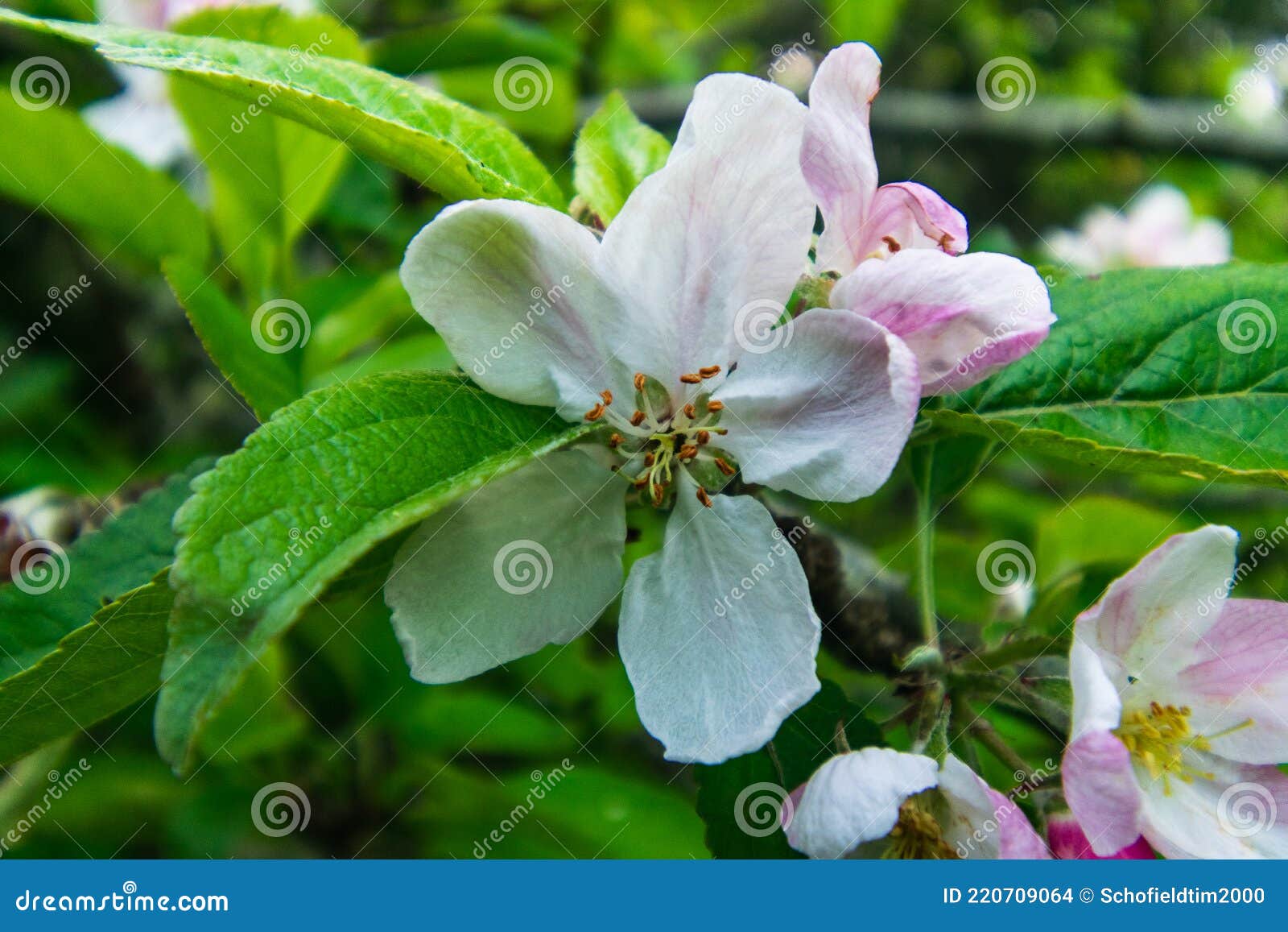 Blooming White Flower in Spring Stock Photo - Image of flower, grow ...