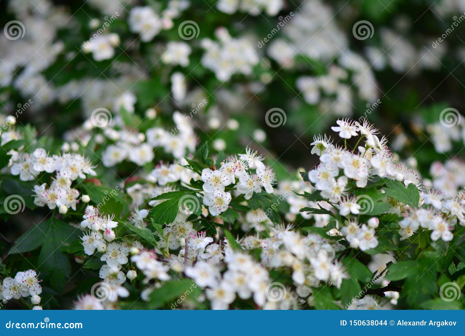 Blooming White Flowers on a Tree Branch Closeup Stock Photo - Image of ...