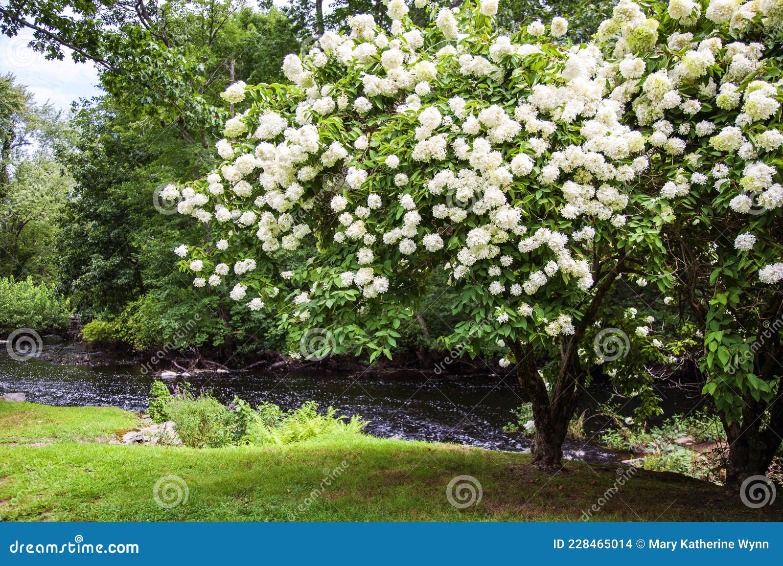 Hydrangea Tree, White.Bush Blooming On A Green Background Stock Image ...