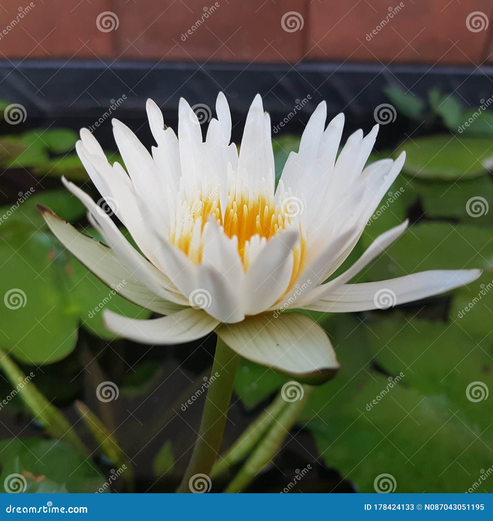 Blooming White Lotus in Fish Pond Stock Image - Image of lily, nature ...