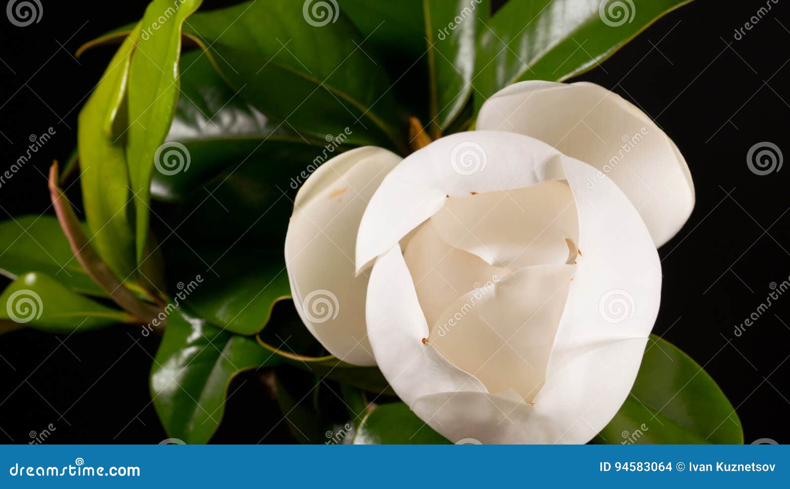 Blooming White Magnolia Grandiflora Stock Footage - Video of blooming ...