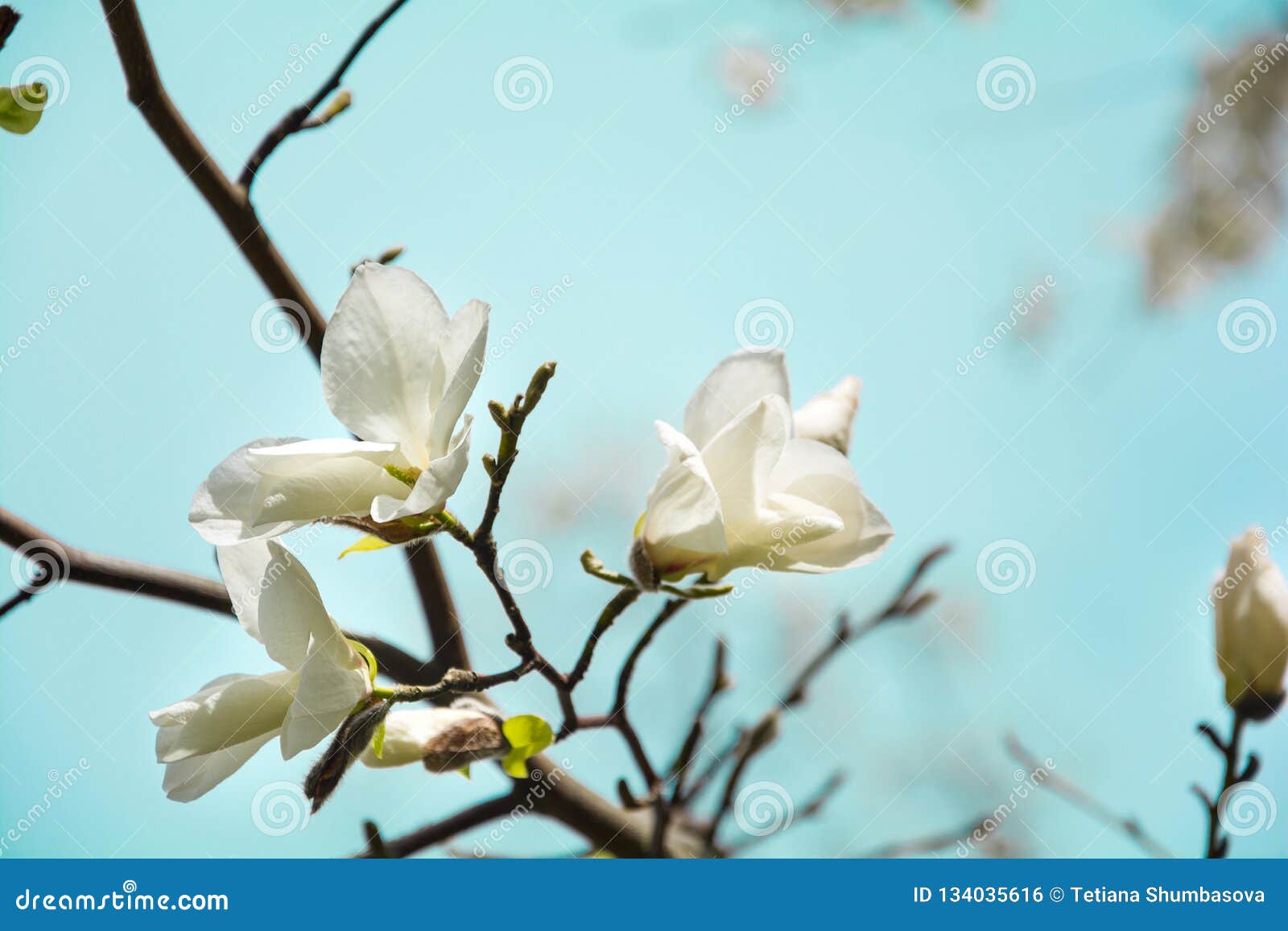 Blooming White Magnolia Tree in the Spring on Sky Background. Selective ...