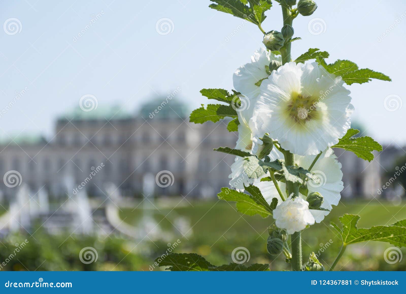 Blooming white malva. stock image. Image of branch, bush - 124367881