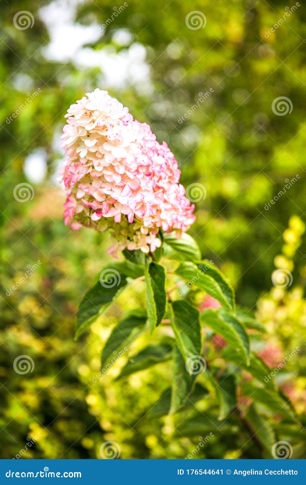 Blooming White and Pink Panicle Hydrangea - Hydrangea Paniculata in ... Blooming White and Pink Panicle Hydrangea - Hydrangea Paniculata in ...