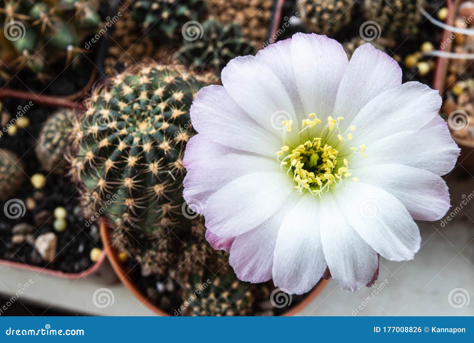 Blooming White and Purple Flower of Lobivia Cactus Stock Photo - Image ...