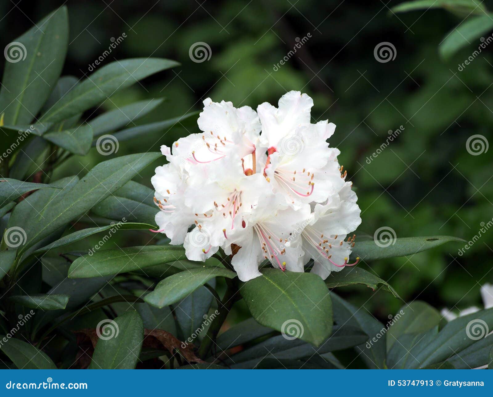 Blooming White Rhododendron Stock Image - Image of detail, flowerbed ...