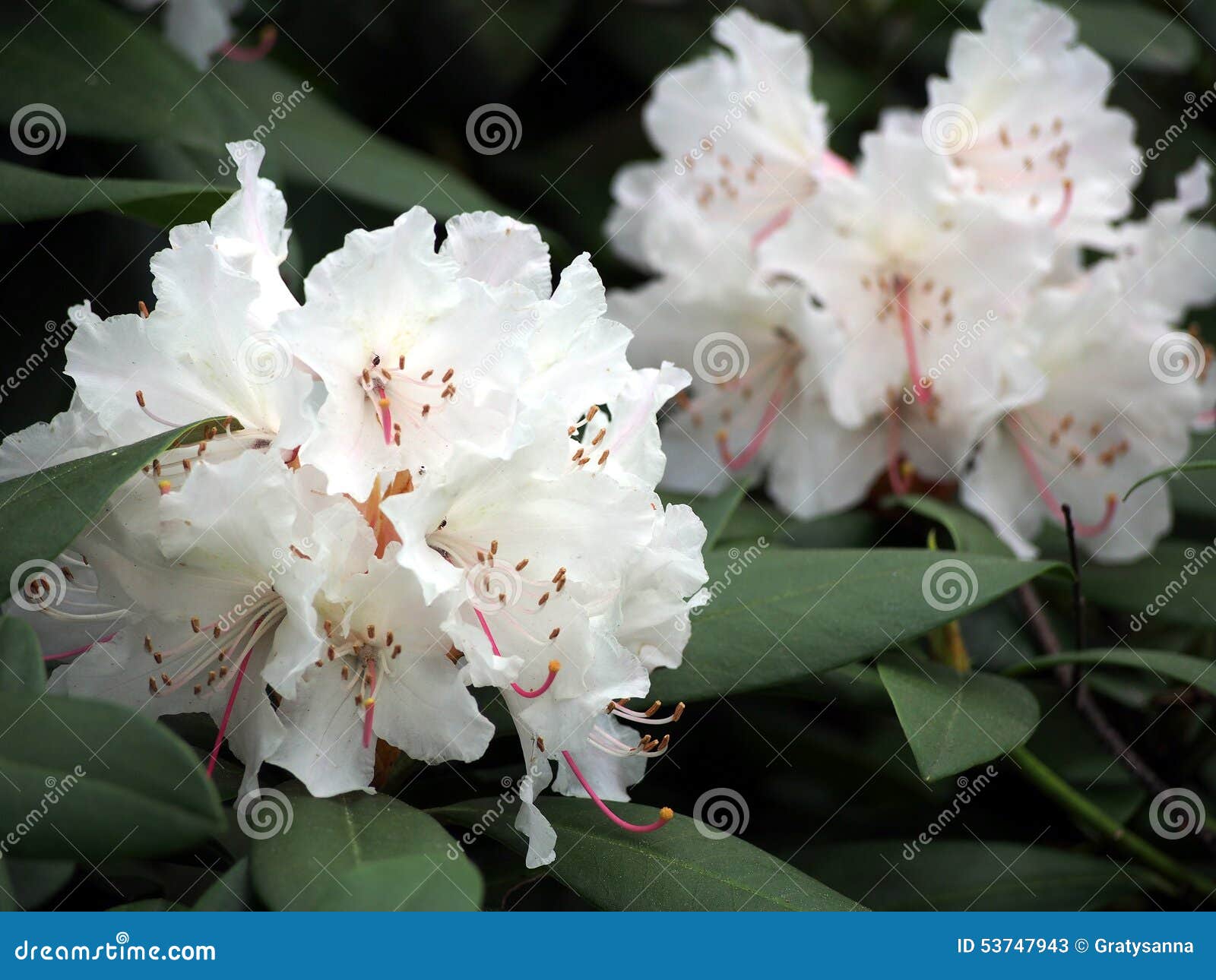 Blooming White Rhododendron Stock Image - Image of botany, branch: 53747943