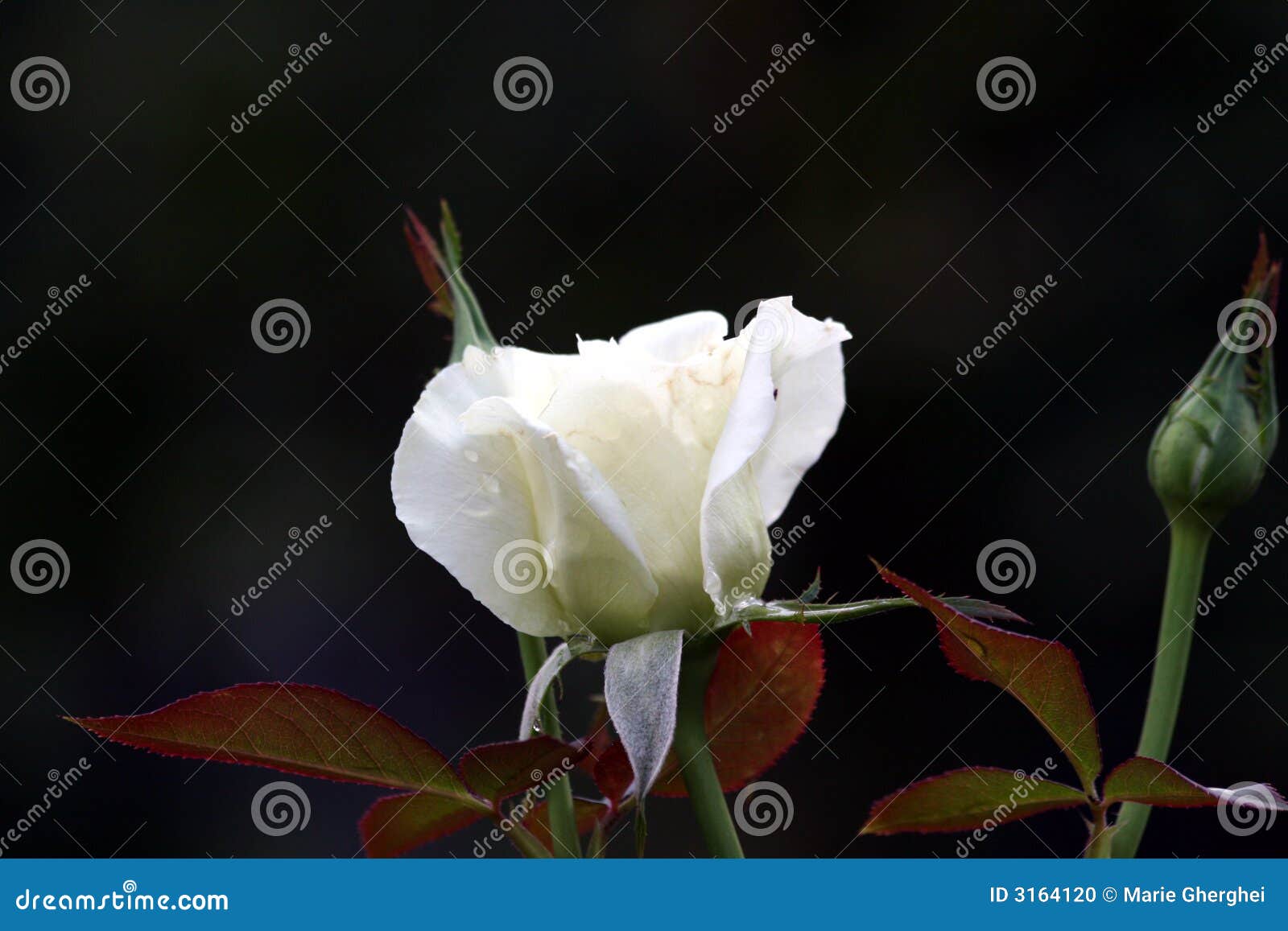 Blooming White Rose stock photo. Image of purity, white - 3164120