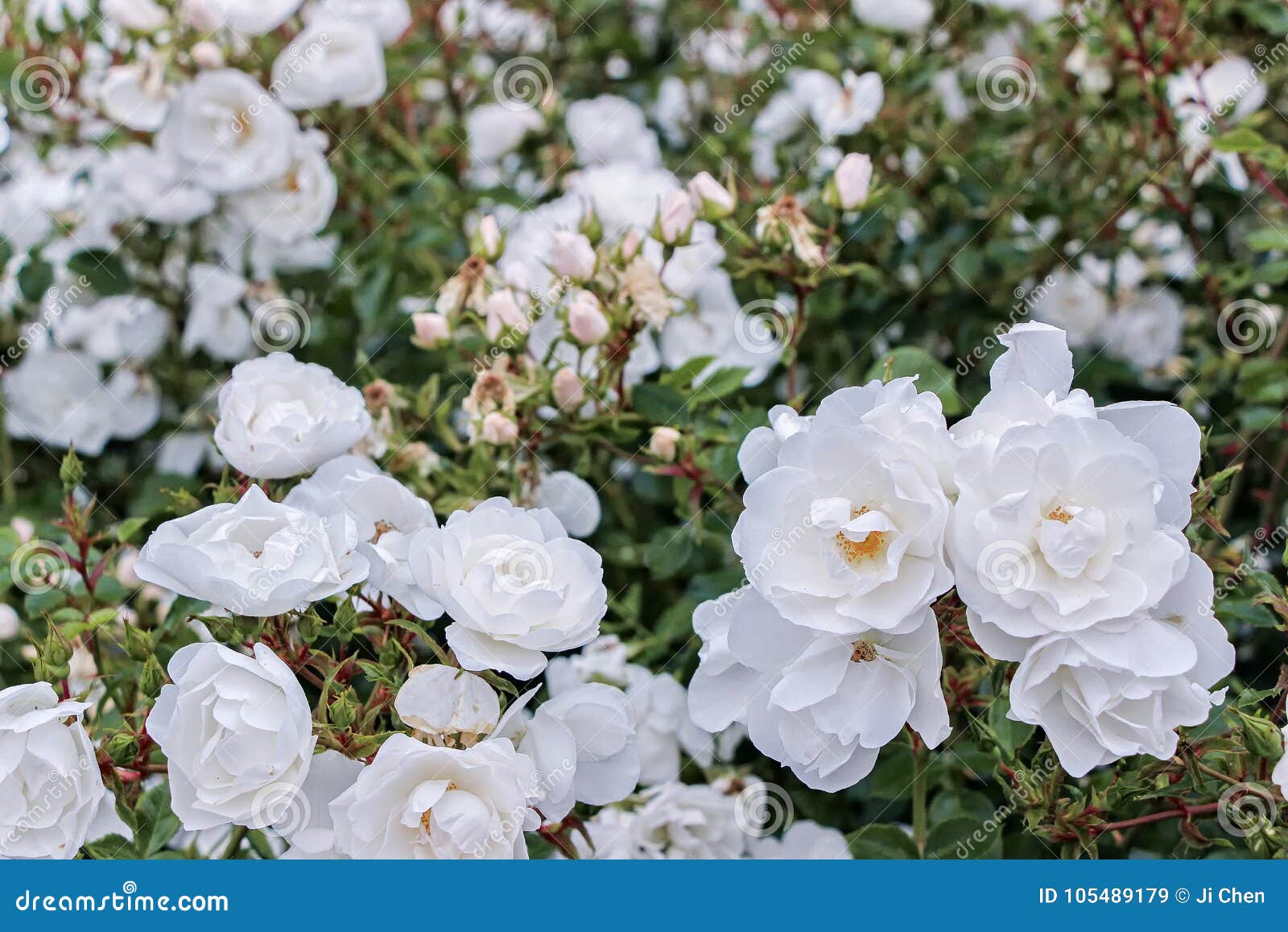 White rose bush in garden stock image. Image of bush - 105489179