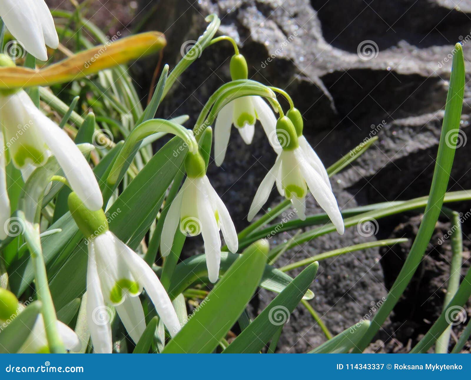 Blooming white snowdrops stock image. Image of nature - 114343337 Blooming white snowdrops stock image. Image of nature - 114343337